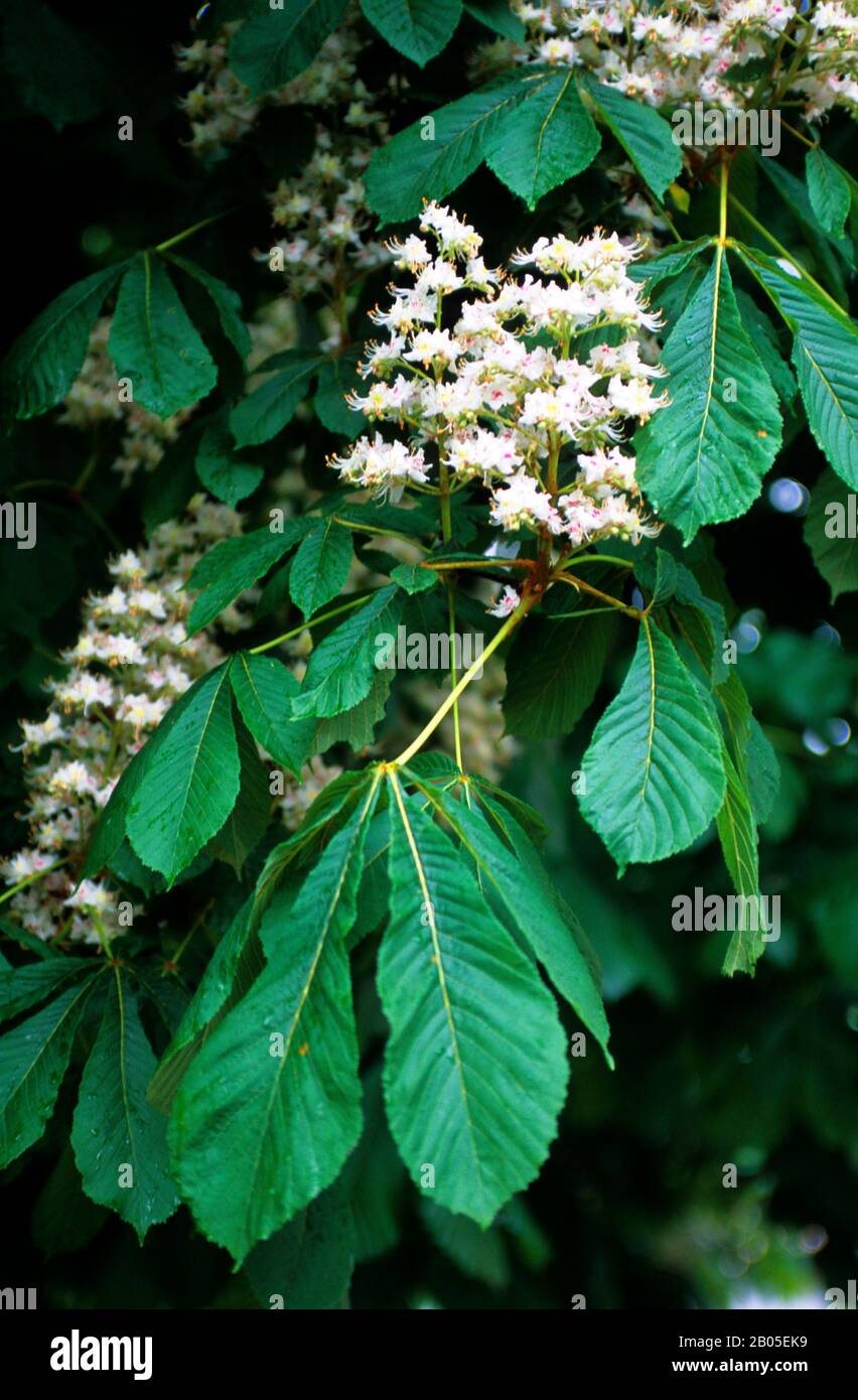 CZECH REPUBLIC, TEREZIN (THERESIENSTADT), CHESTNUT TREE, FLOWER Stock ...