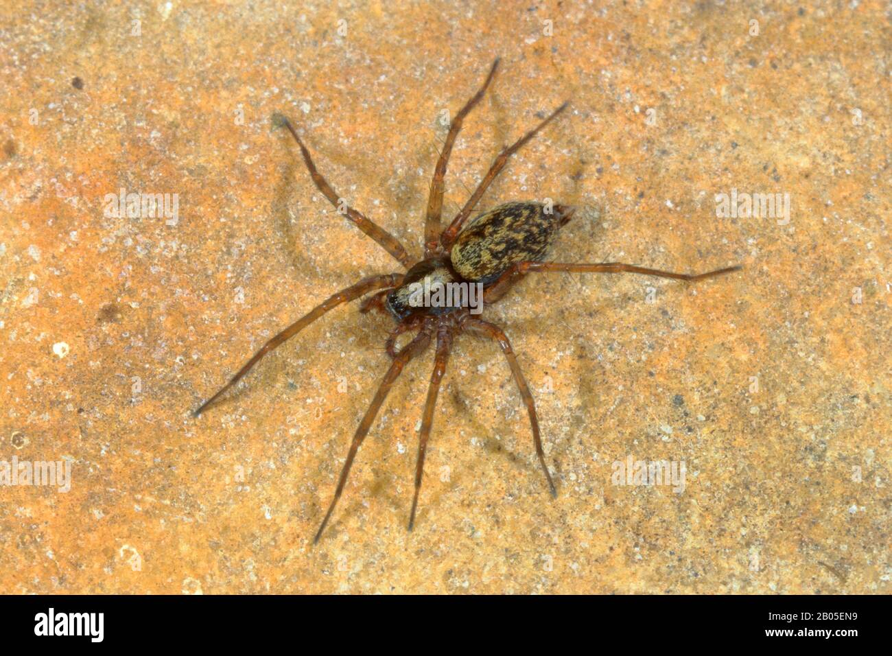 funnel weaver (Histopona torpida, Tegenaria torpida), top view, Germany ...