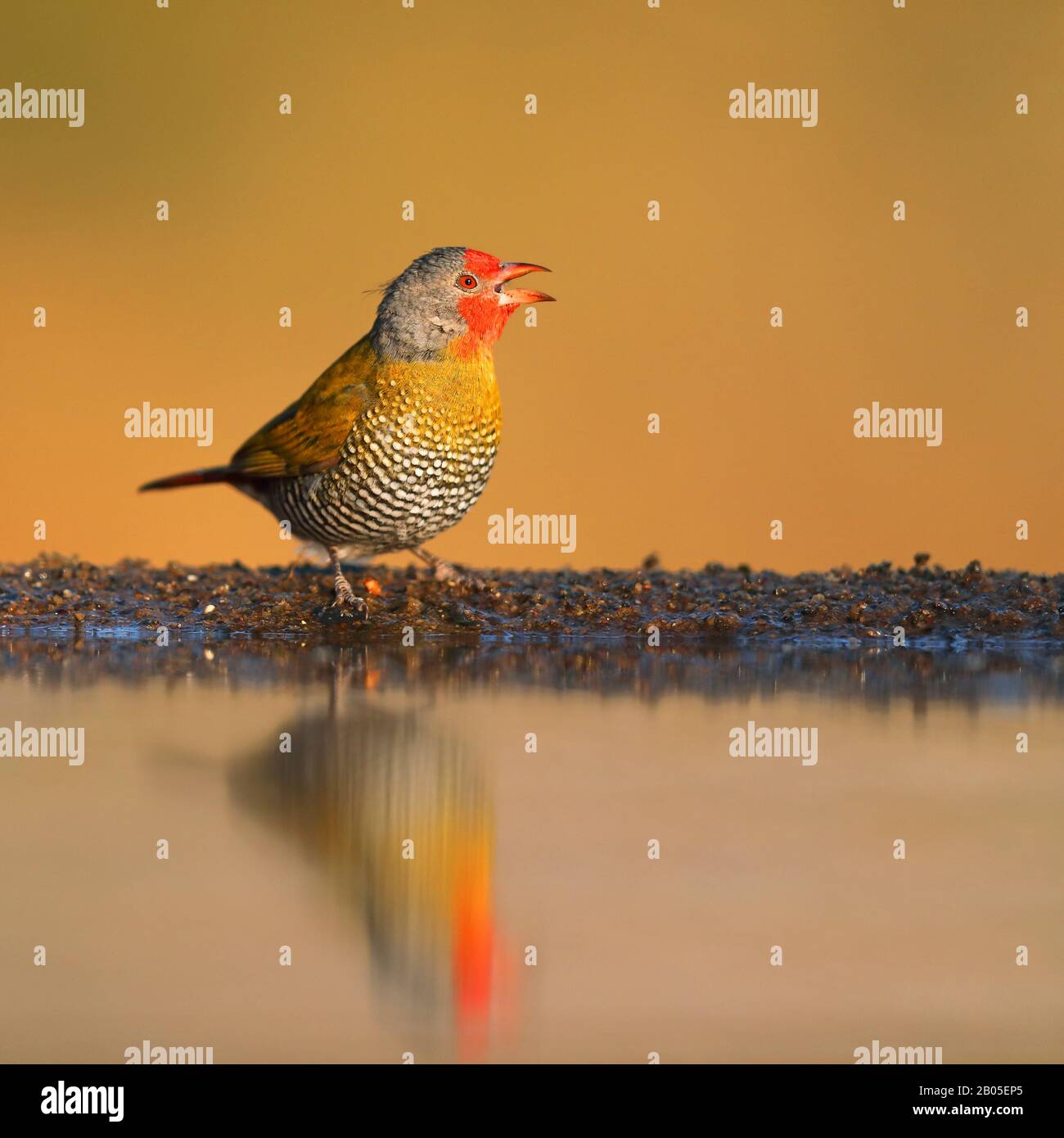 Melba Finch High Resolution Stock Photography and Images - Alamy