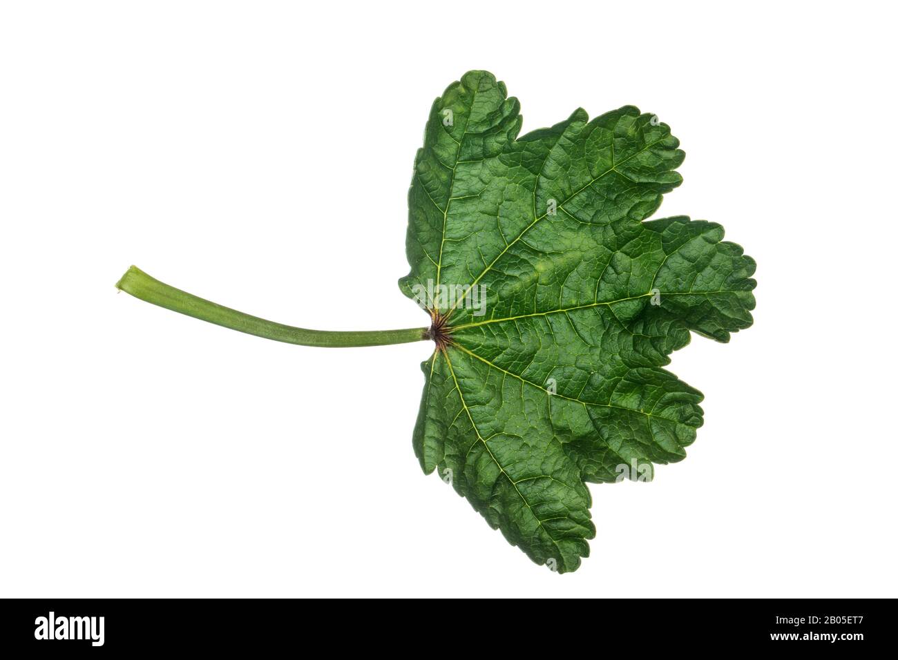 common mallow, blue mallow, high mallow, high cheeseweed (Malva ...
