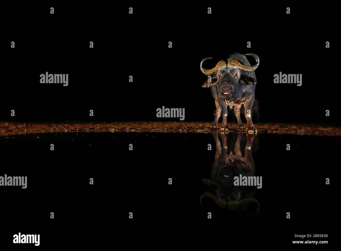 Animal looking in a mirror hi-res stock photography and images - Alamy