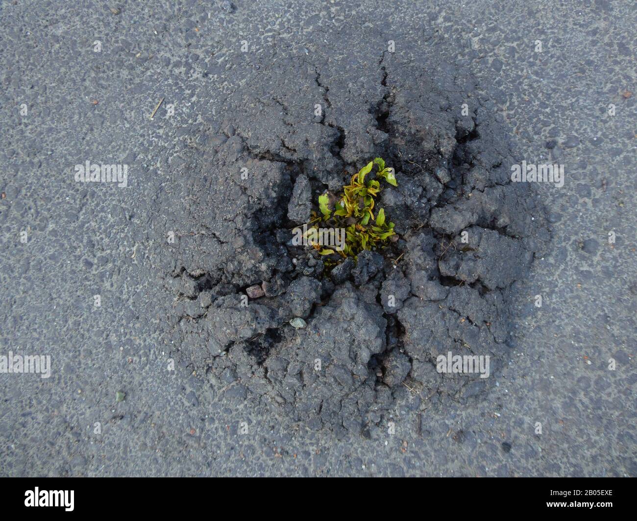 Greenhouse effect plants hi-res stock photography and images - Alamy