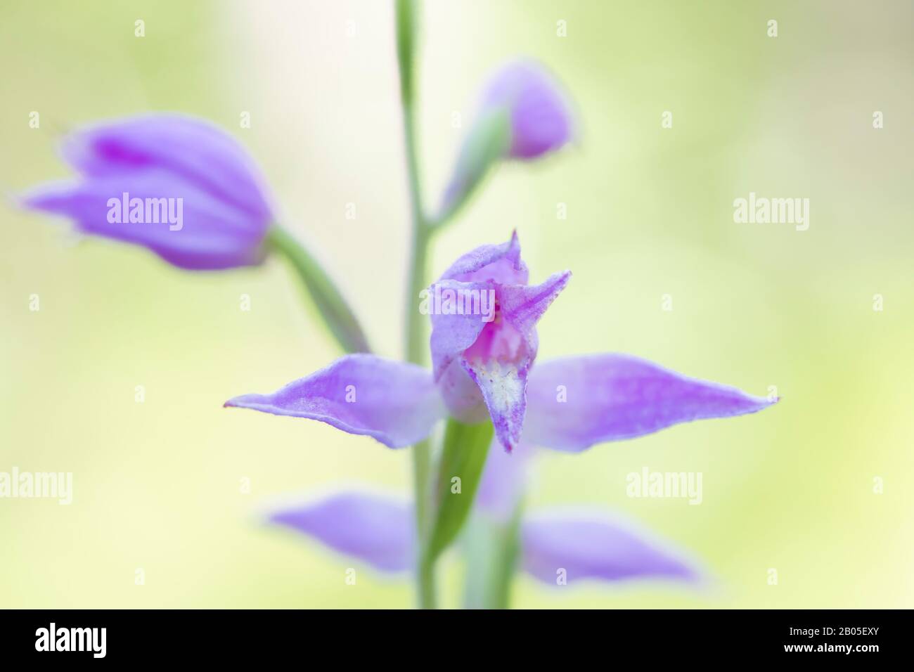 Red helleborine (Cephalanthera rubra), flower, Germany, Bavaria Stock ...