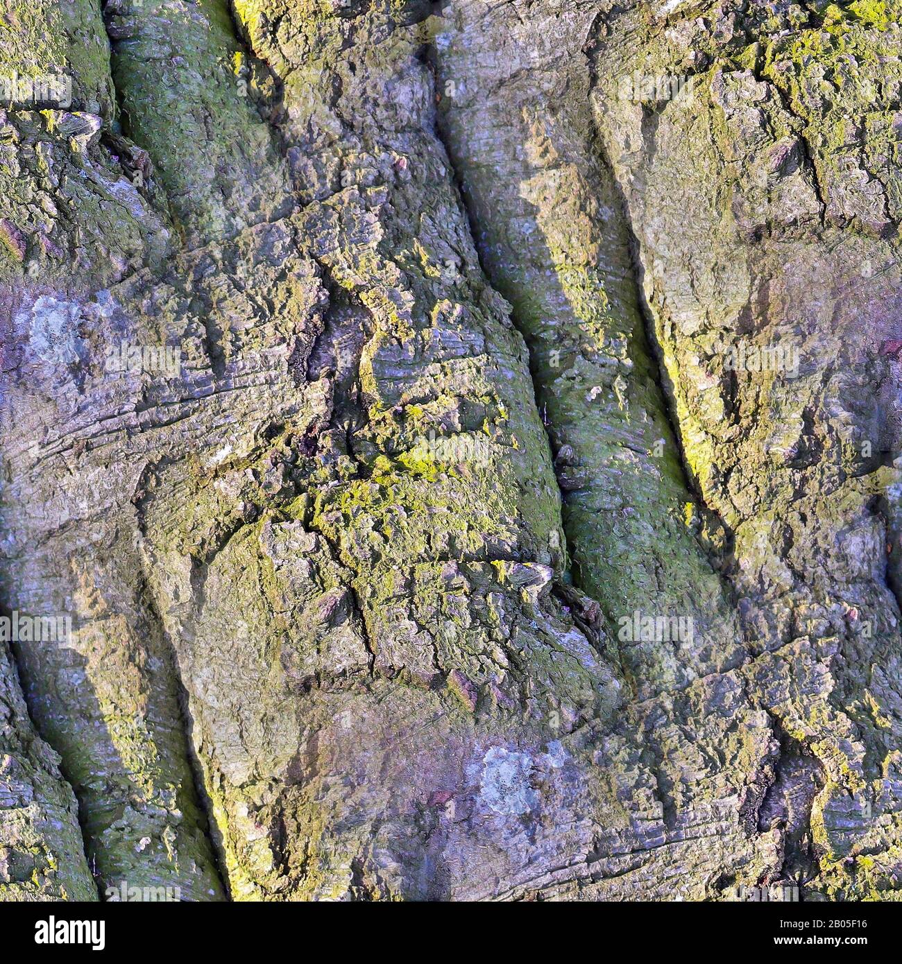 Photo realistic seamless texture pattern of tree bark in high ...