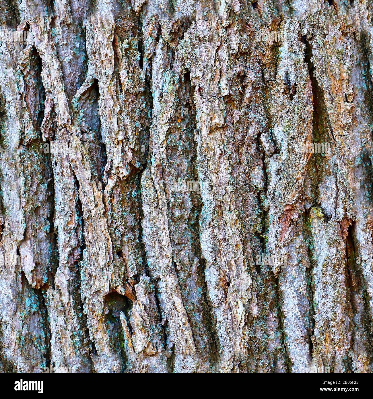 Photo realistic seamless texture pattern of tree bark in high ...