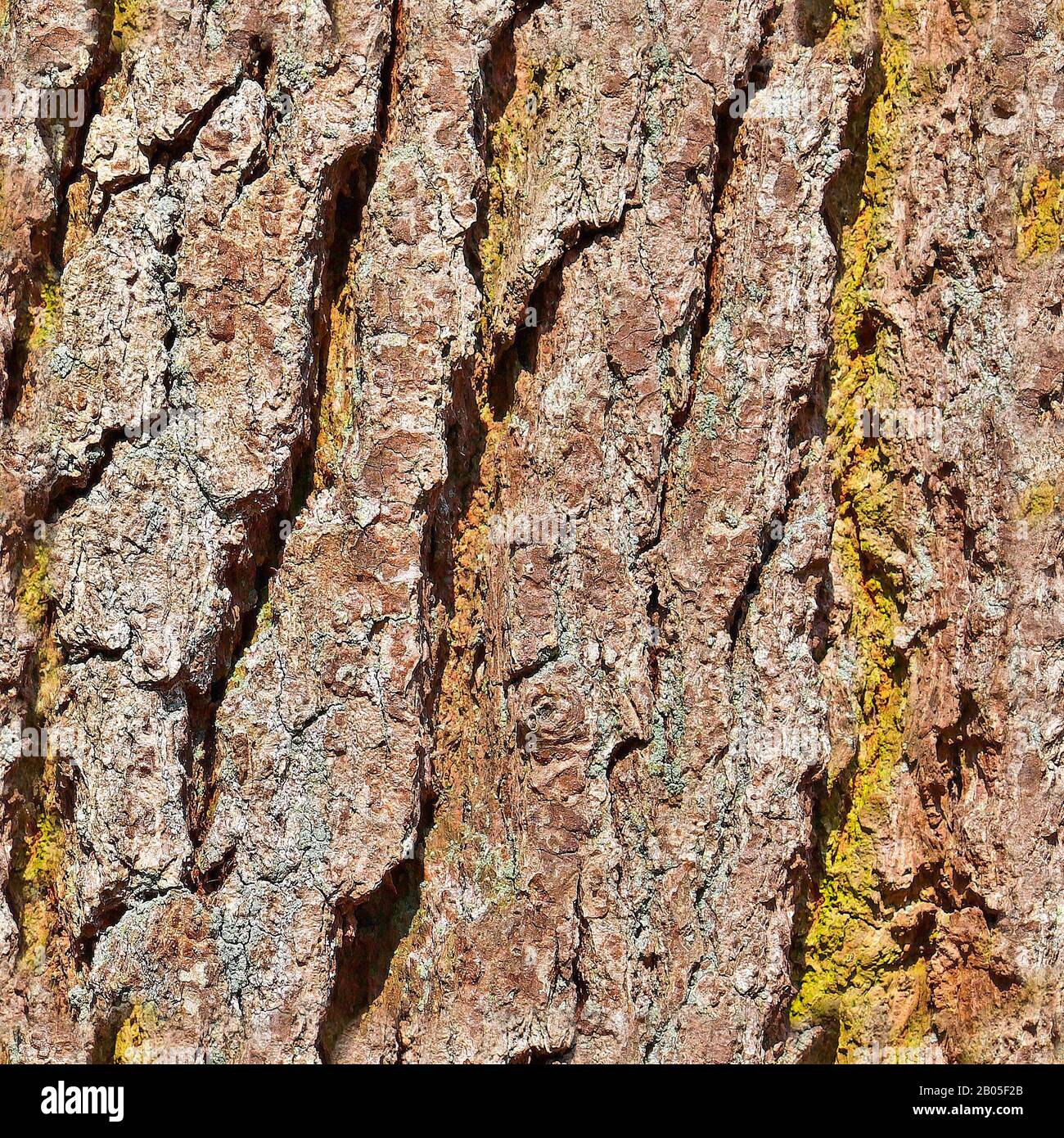 Photo realistic seamless texture pattern of tree bark in high ...
