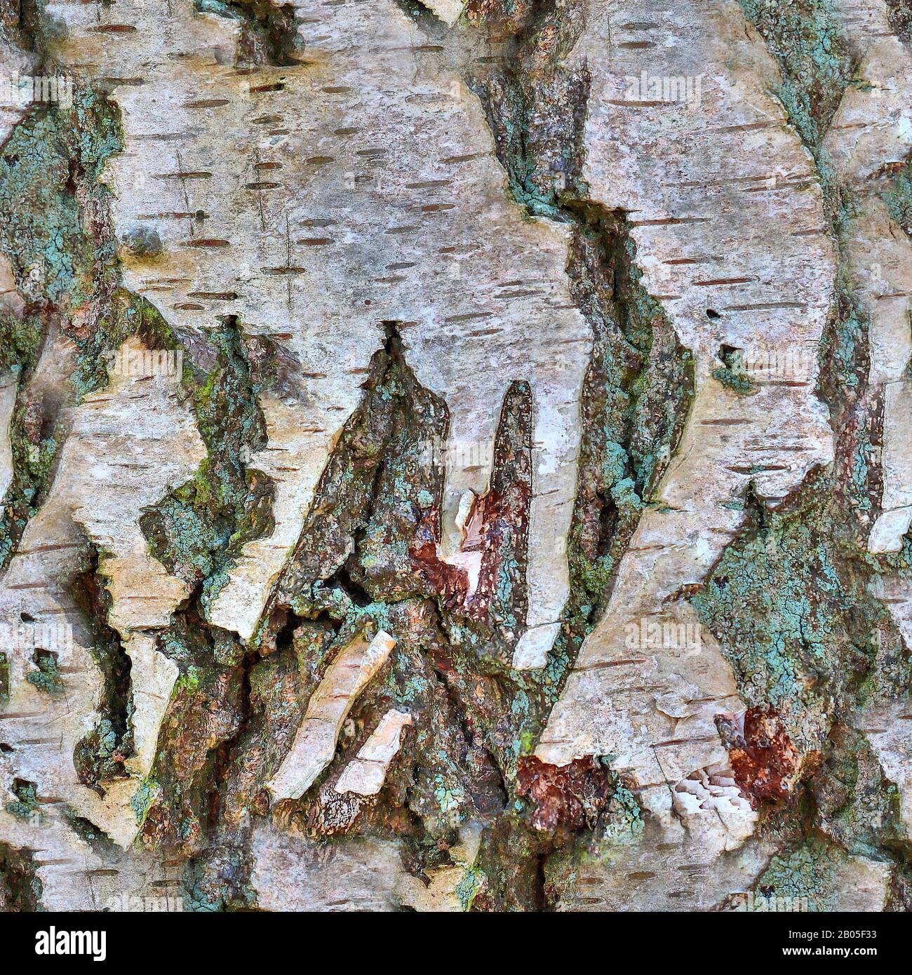 Photo realistic seamless texture pattern of tree bark in high ...