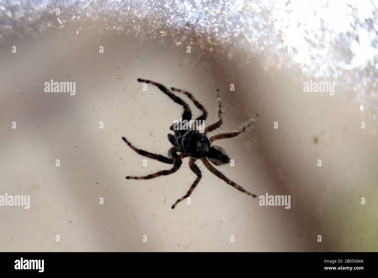 spider on a window macro portrait Stock Photo - Alamy