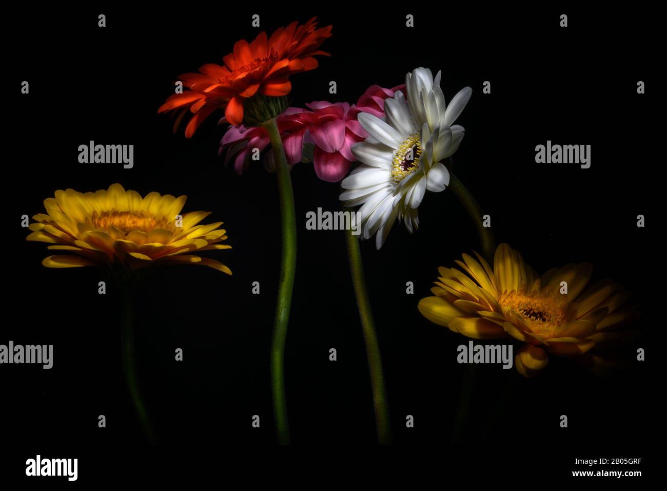 Gerbera flowers of different colours Stock Photo - Alamy