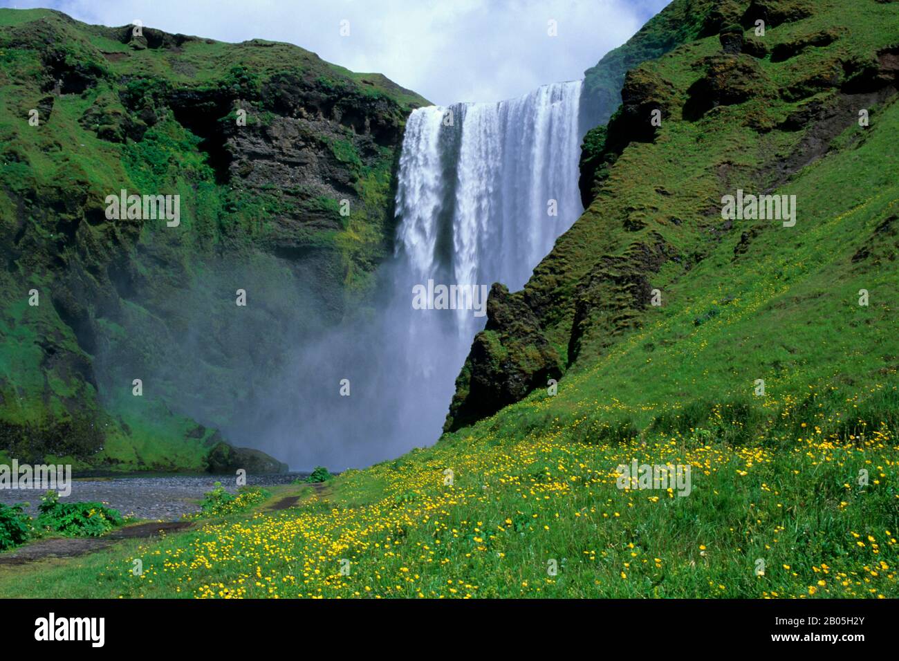 ICELAND, SOUTH COAST, SKOGARFOSS WATERFALL, BUTTERCUP FLOWERS Stock ...
