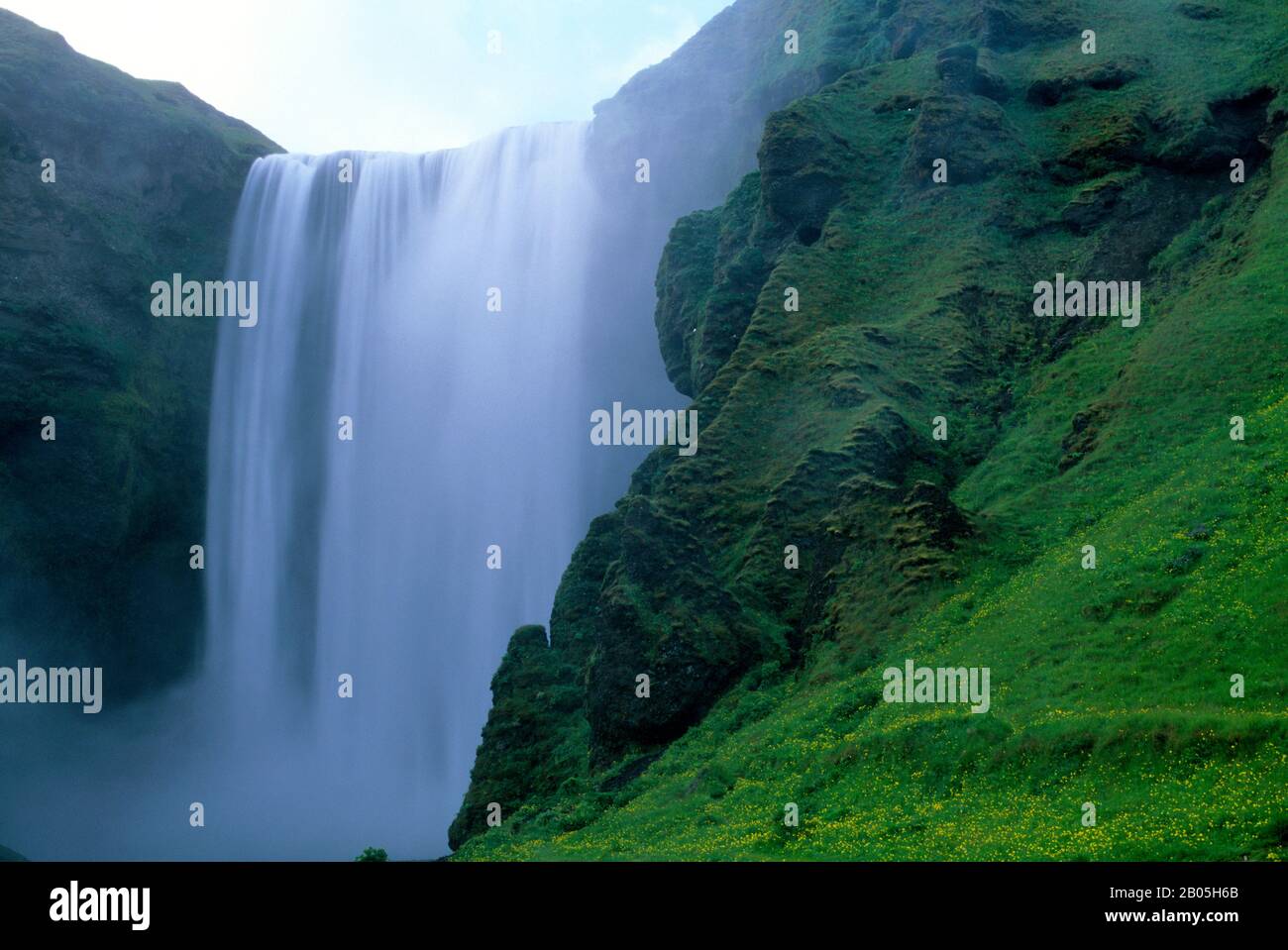 ICELAND, SOUTH COAST, SKOGARFOSS WATERFALL, BUTTERCUP FLOWERS Stock ...
