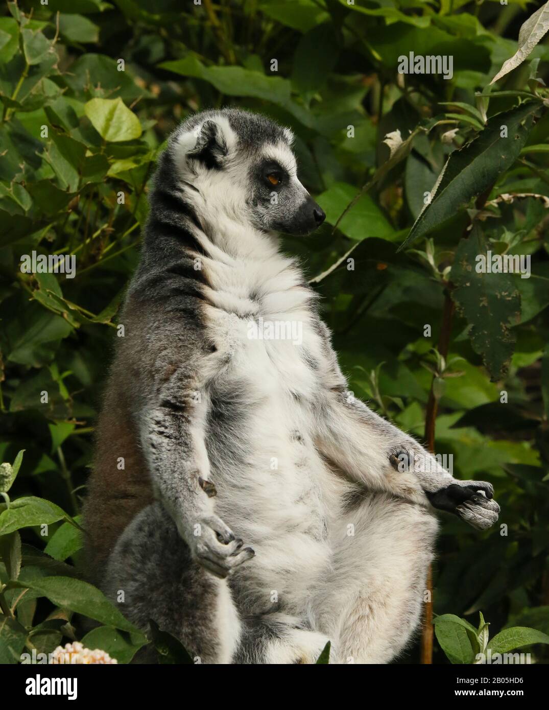 Lemur yoga hi-res stock photography and images - Alamy