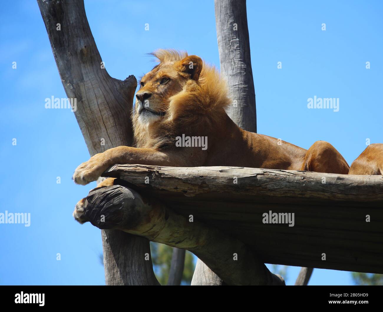 Felis leo hi-res stock photography and images - Alamy