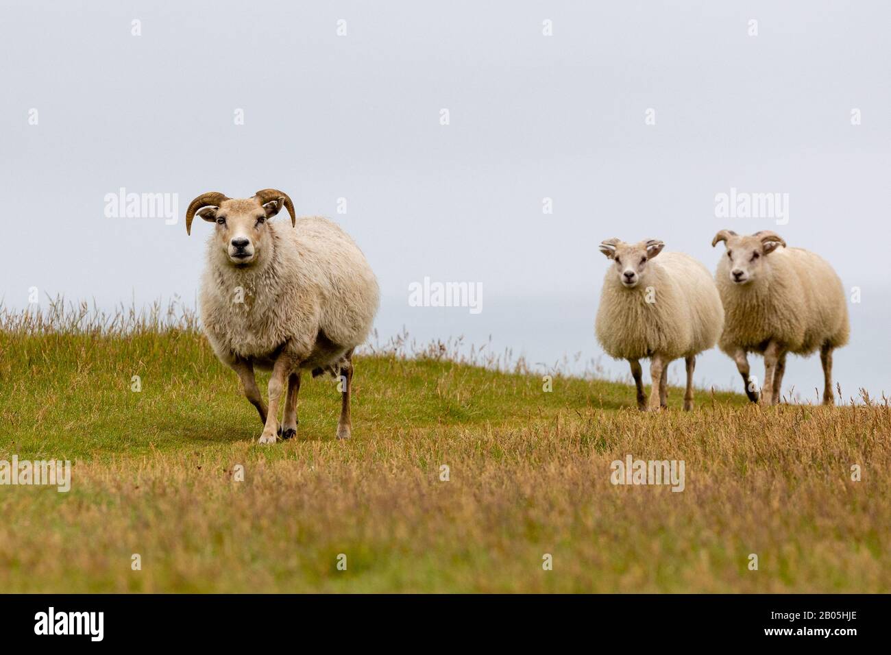 Iceland sheep horns hi-res stock photography and images - Alamy