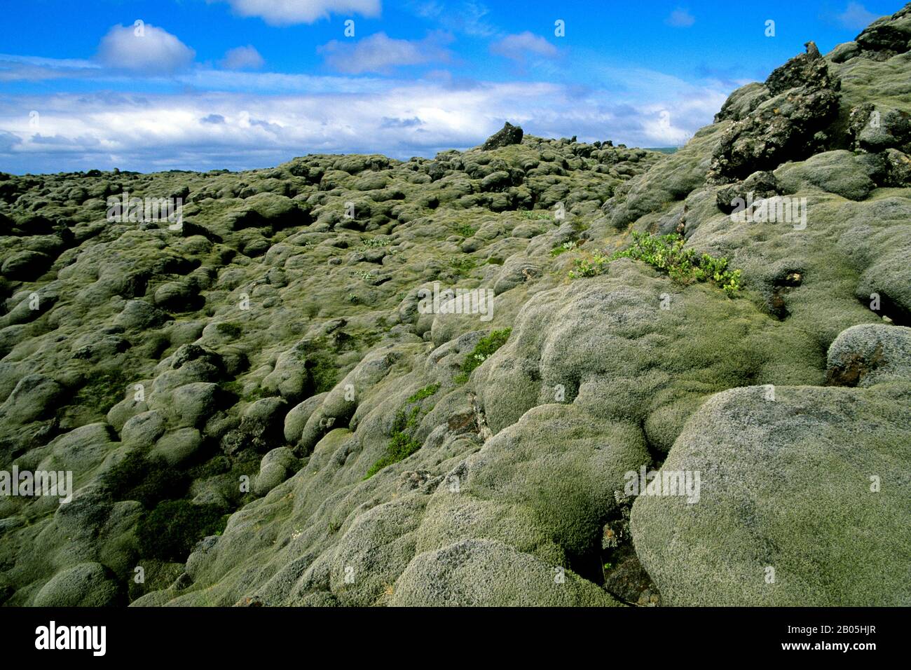 ICELAND, SOUTH COAST, LAVA FIELD FROM 1783 ERUPTION, COVERED WITH MOSS ...