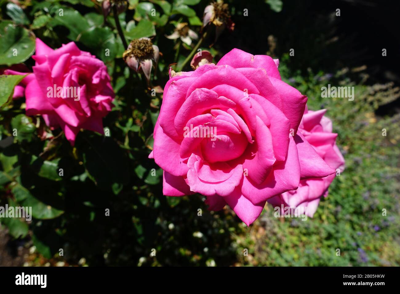 Beautiful large pink rose in bloom Stock Photo - Alamy