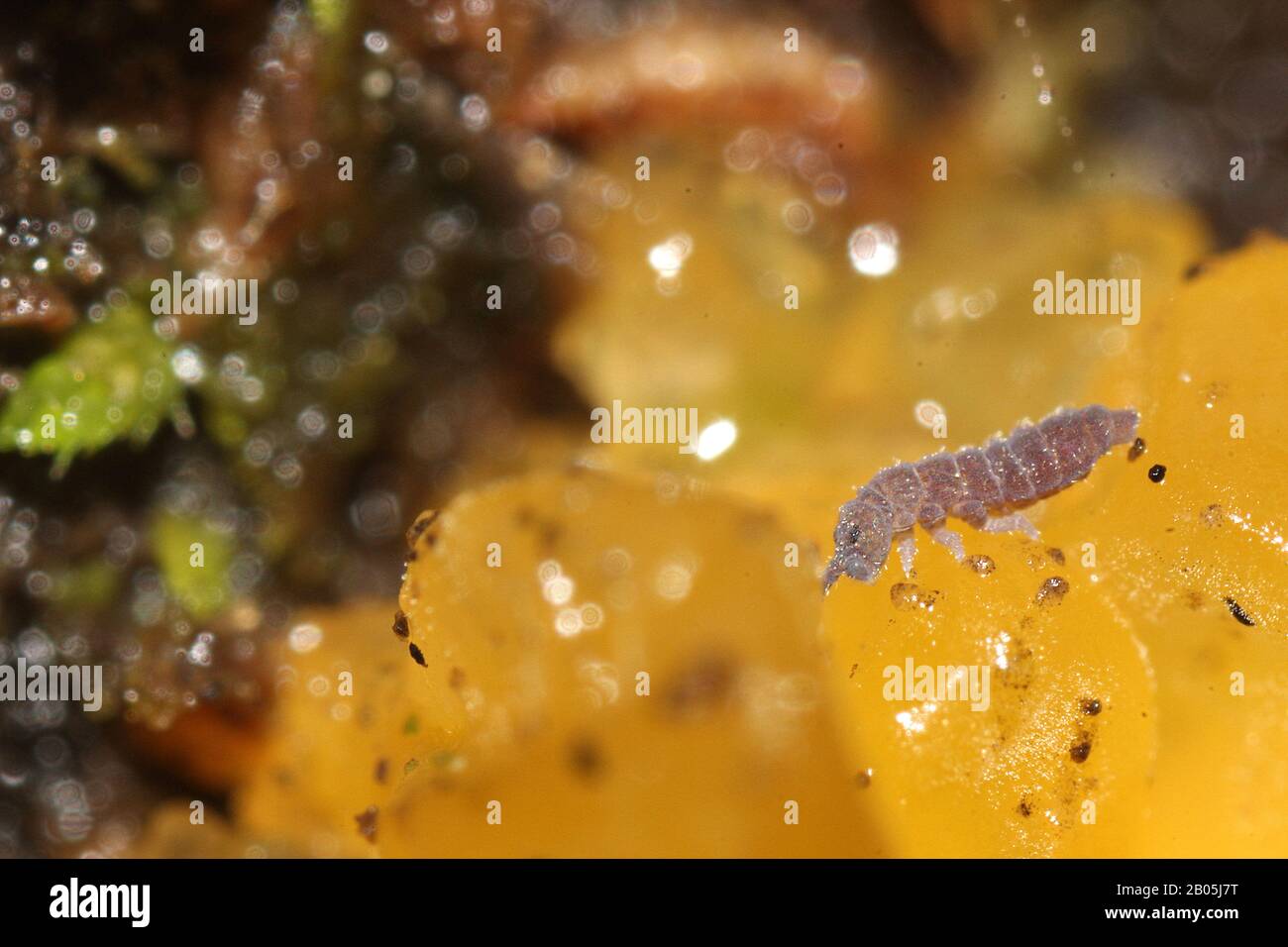 Collembola hi-res stock photography and images - Alamy