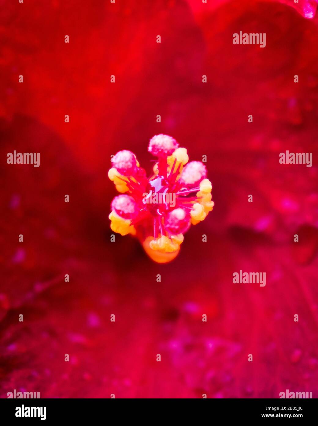 red flower center macro portrait Stock Photo - Alamy