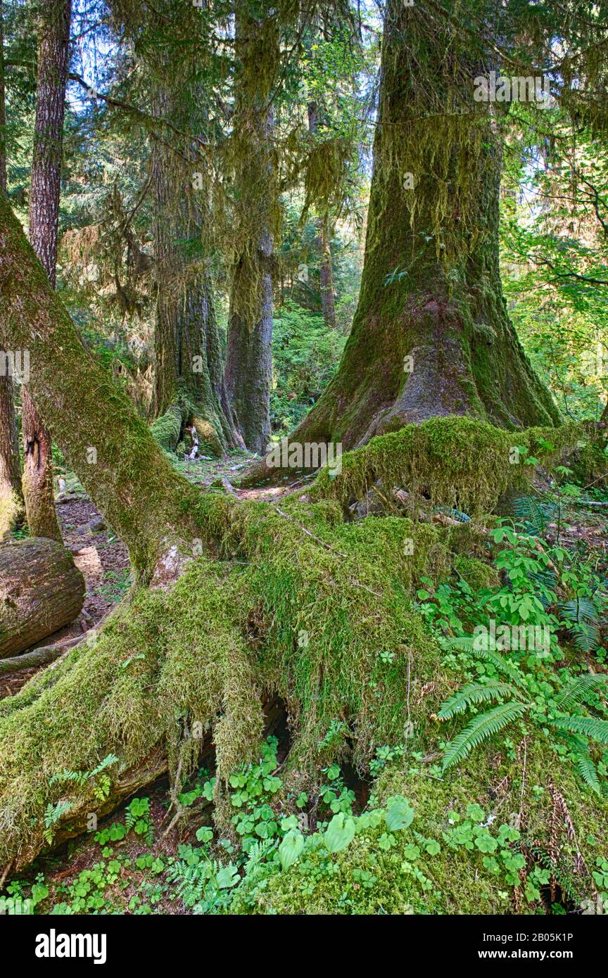 Hoh river at hoh rain forest in washington hi-res stock photography and ...