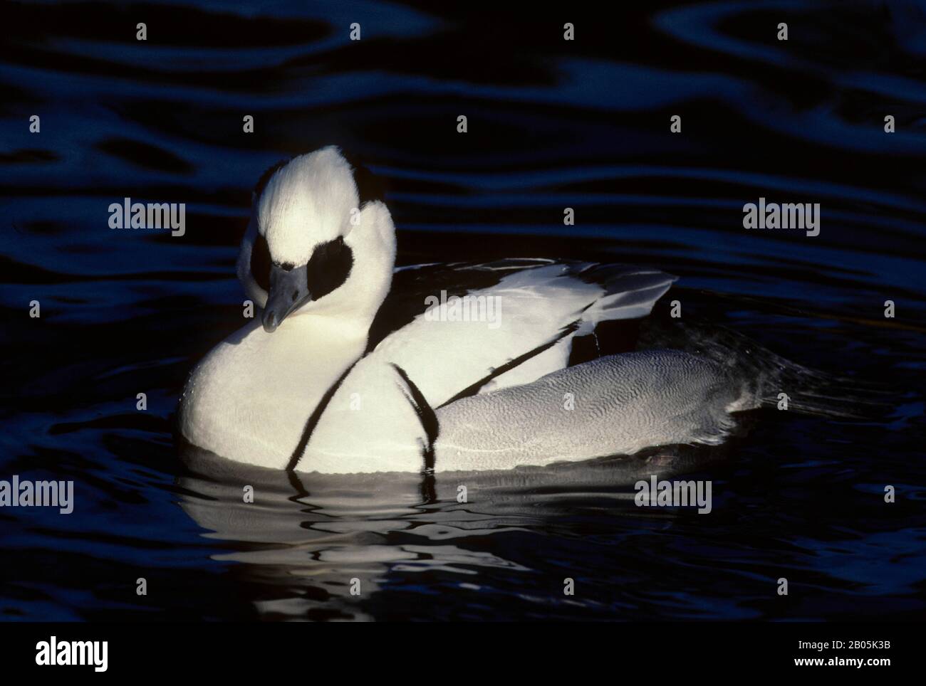 Smew duck hi-res stock photography and images - Alamy