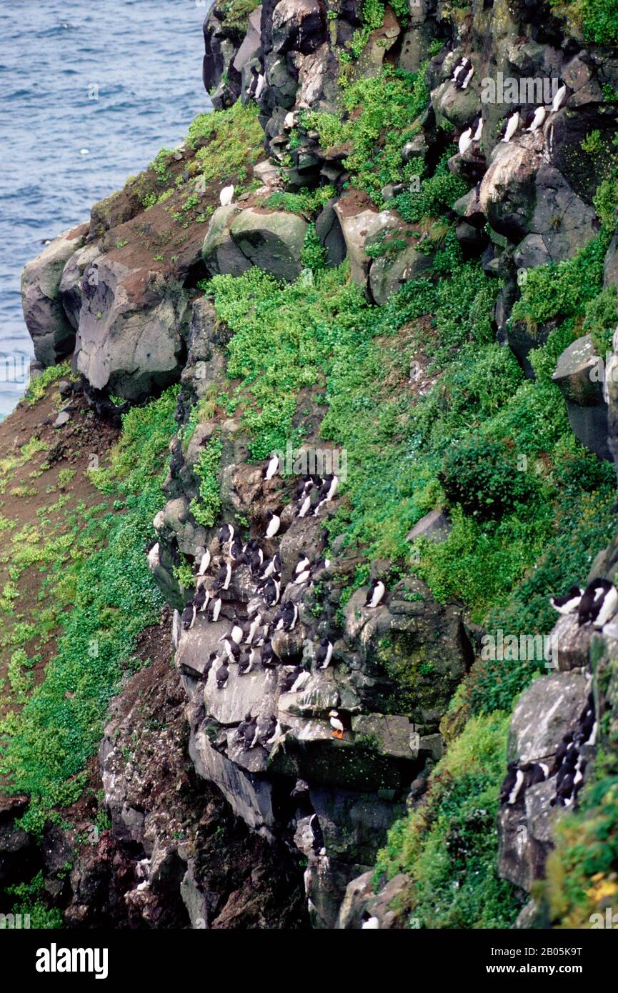 Cliff nesting birds hi-res stock photography and images - Alamy