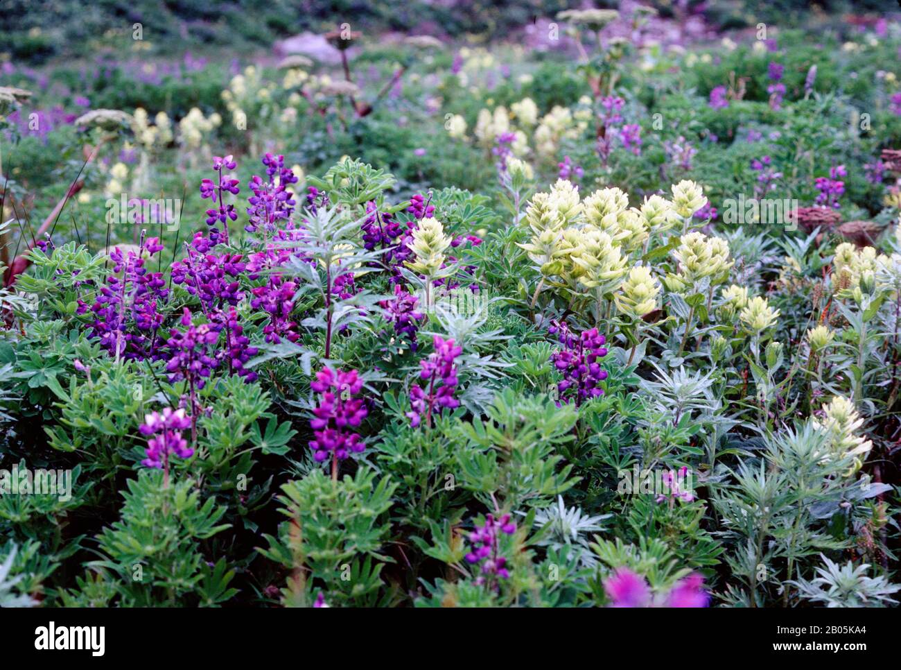 Attu island hi-res stock photography and images - Alamy