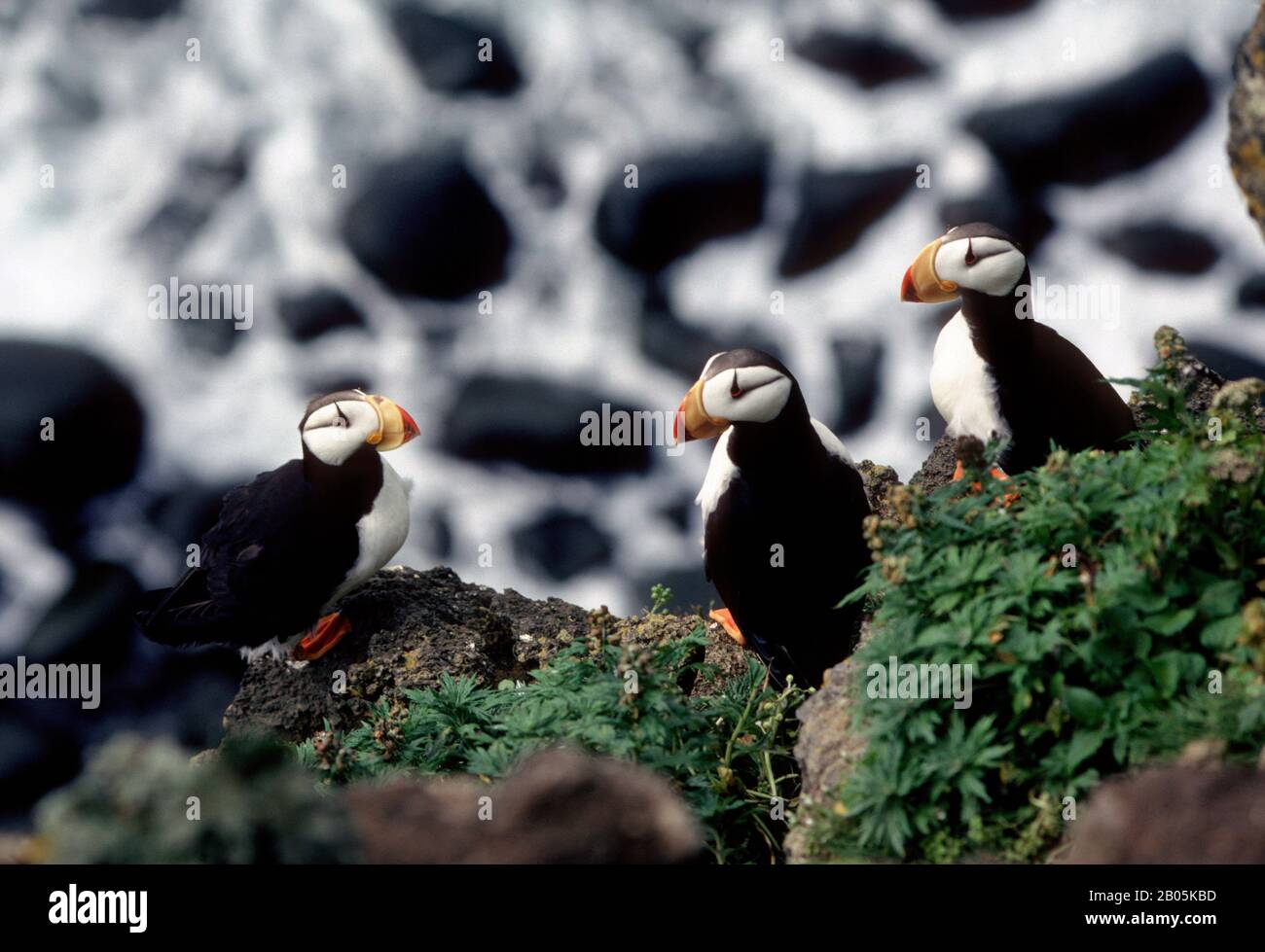 USA, ALASKA, GROUP OF HORNED PUFFINS SITTING ON A CLIFF Stock Photo - Alamy