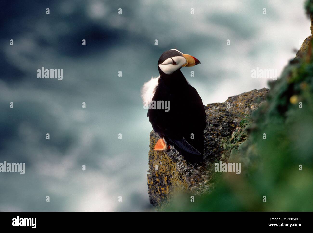 USA, ALASKA, PRIBILOF ISL. ST. PAUL'S ISLAND, HORNED PUFFIN SITTING ON ...