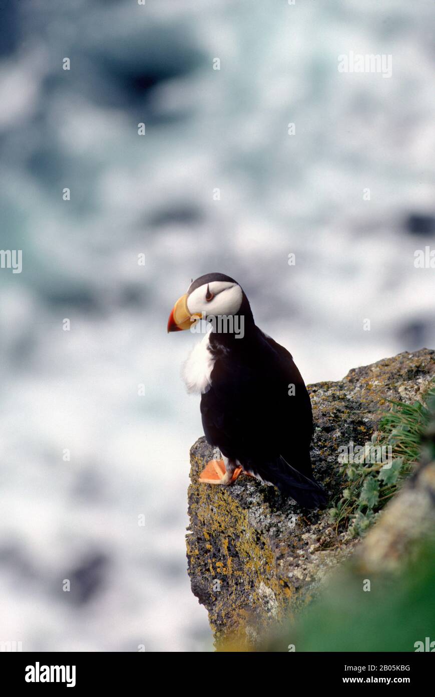USA, ALASKA, PRIBILOF ISL. ST. PAUL'S ISLAND, HORNED PUFFIN SITTING ON ...