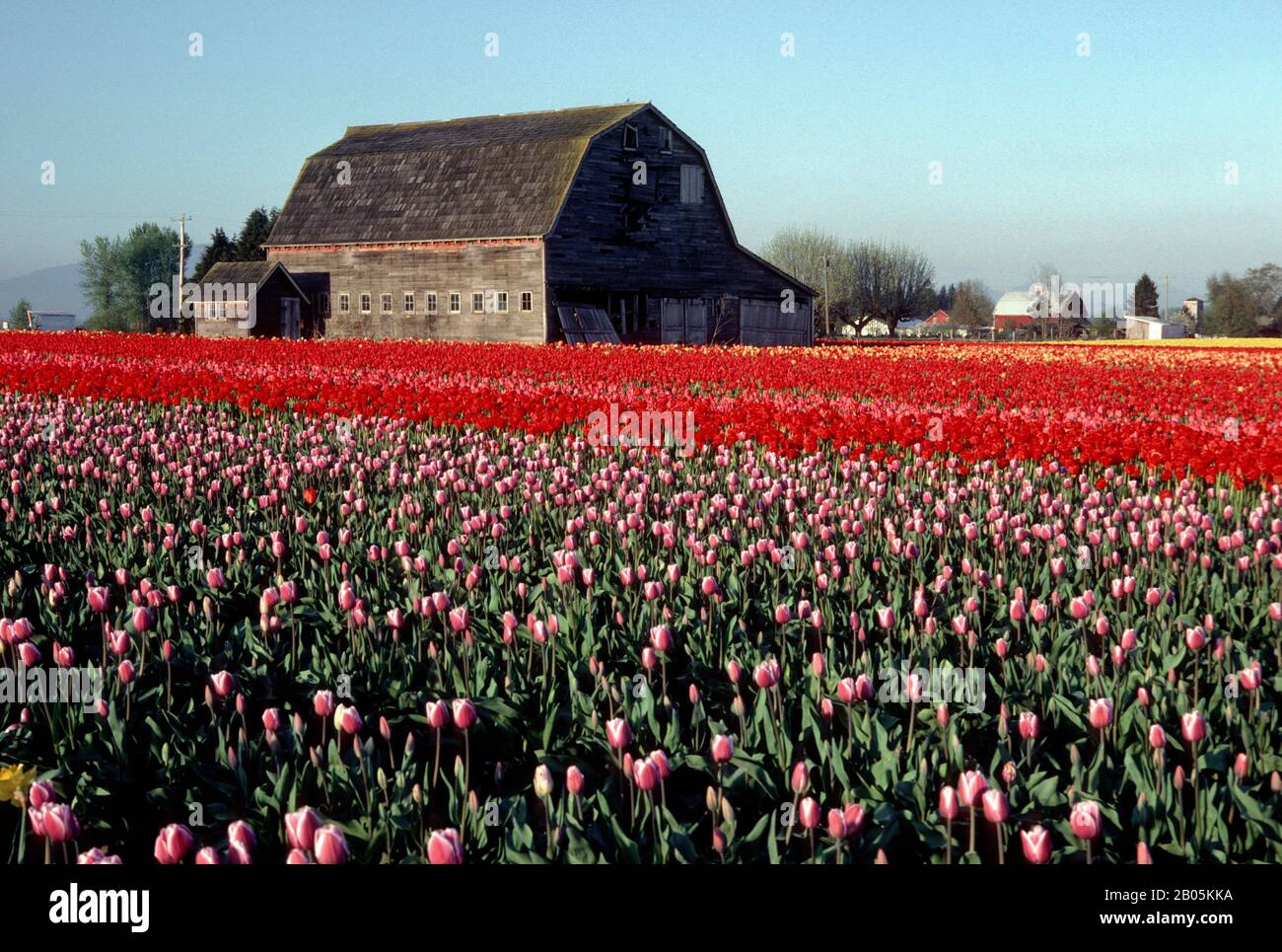 Tulip barn hi-res stock photography and images - Alamy