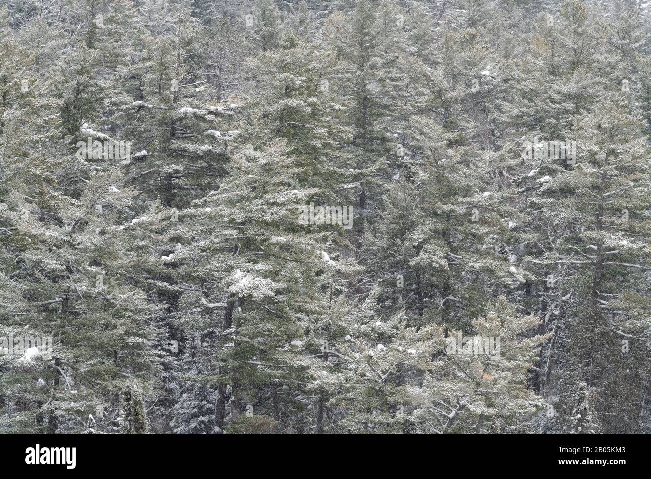 Northern great lakes forest hi-res stock photography and images - Alamy