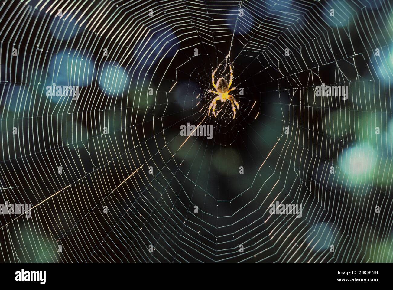 North american garden spider hi-res stock photography and images - Alamy