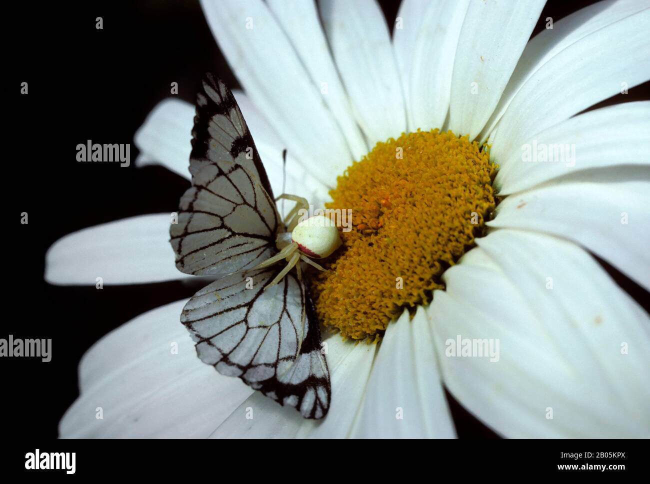 Washington state butterfly hi-res stock photography and images - Alamy