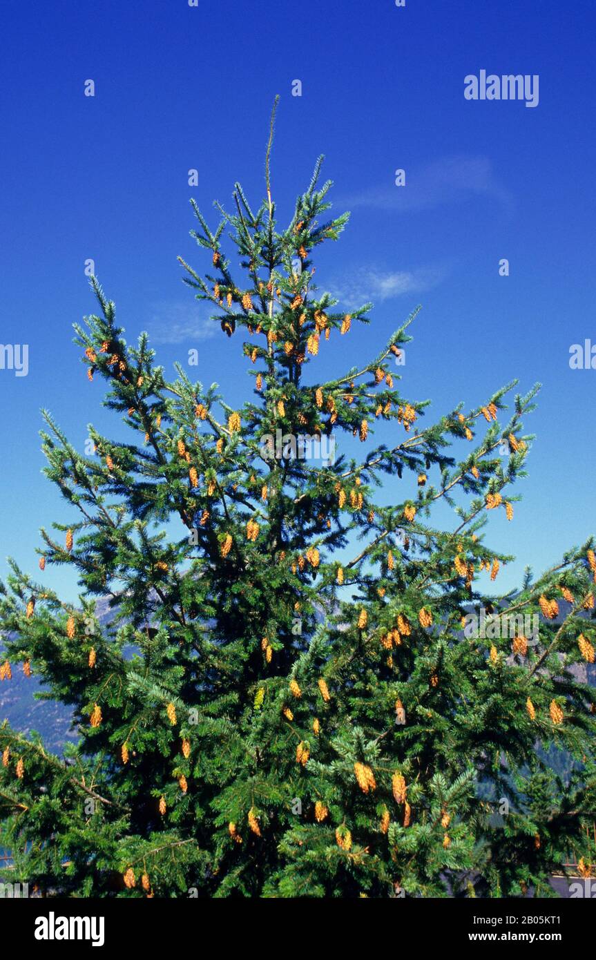 Washington state trees pine cone hi-res stock photography and images ...