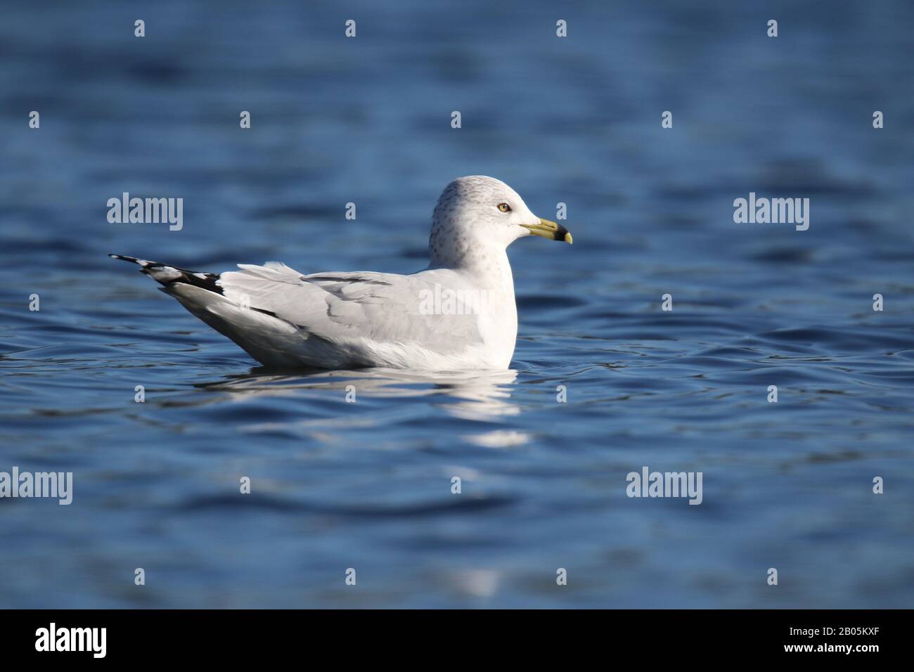 Gull feet swimming hi-res stock photography and images - Alamy