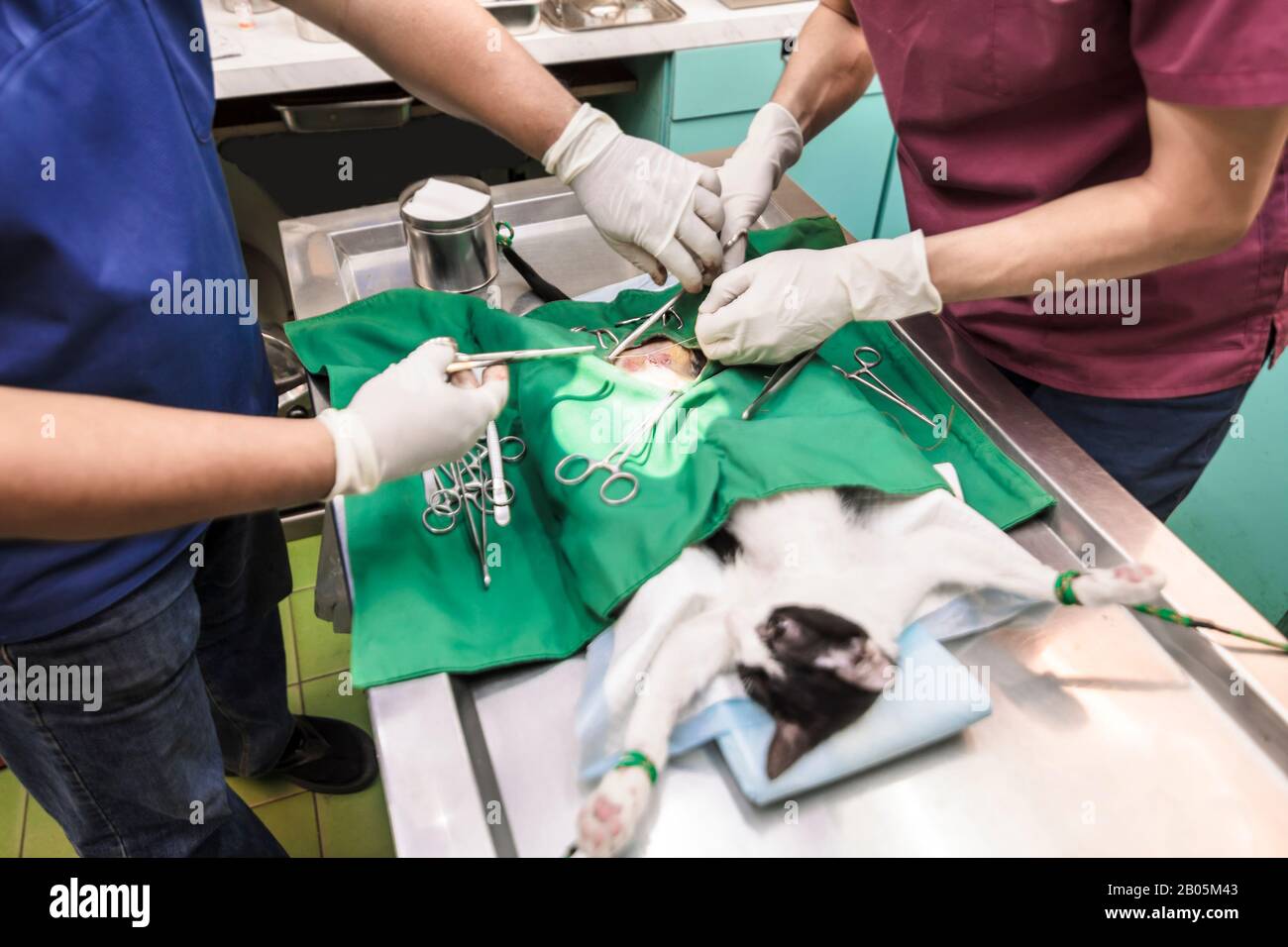 cat on the operating table and veterinary surgery Stock Photo - Alamy