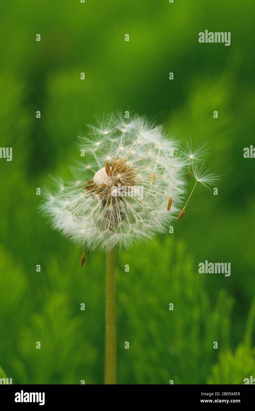 Dandelion seed pod hi-res stock photography and images - Alamy