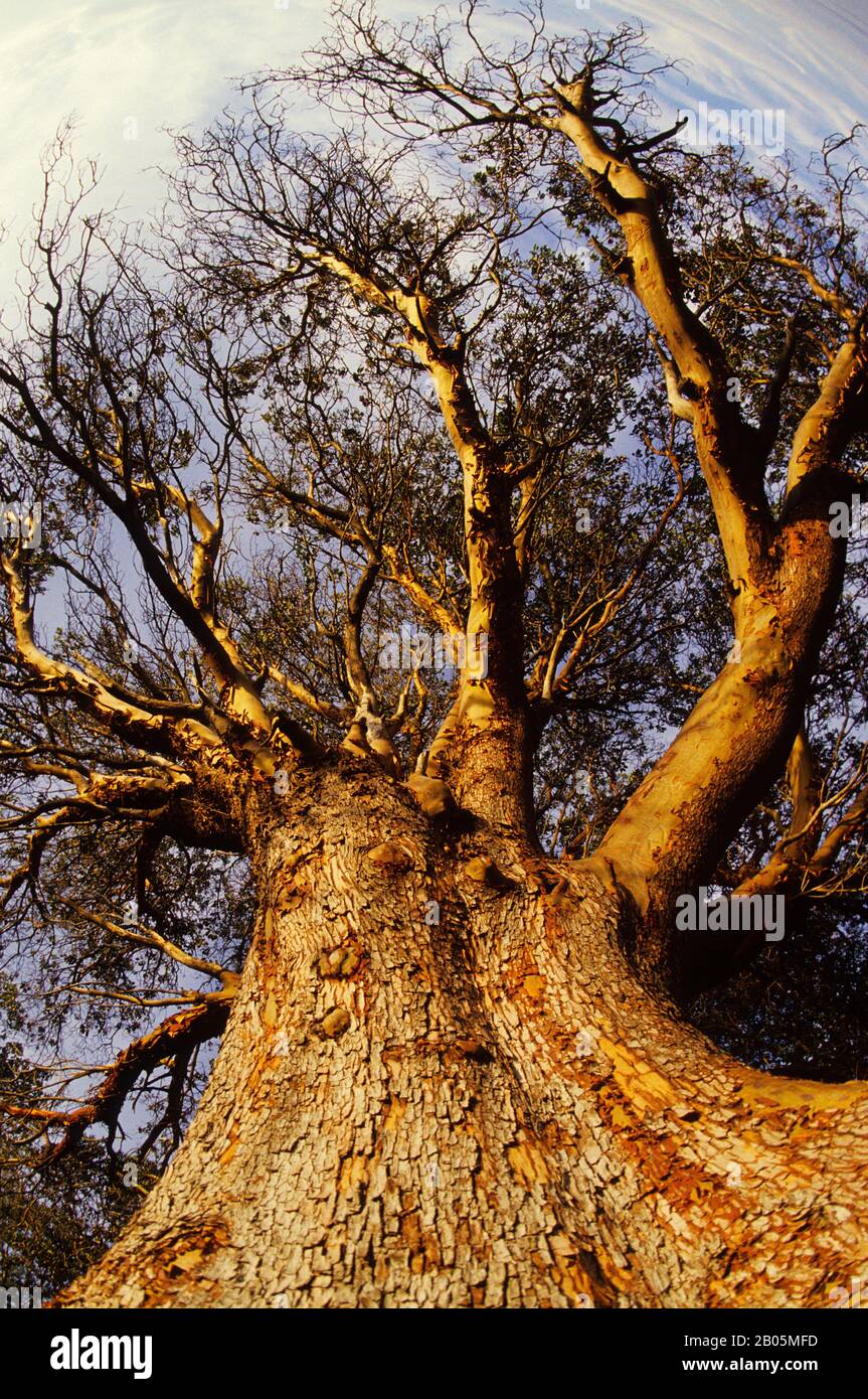 Madrone tree hi-res stock photography and images - Alamy