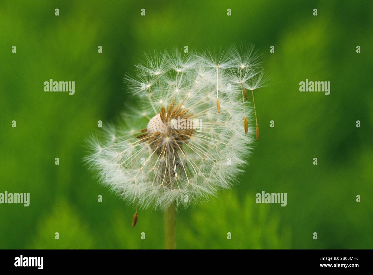 Dandelion seed pods hi-res stock photography and images - Alamy