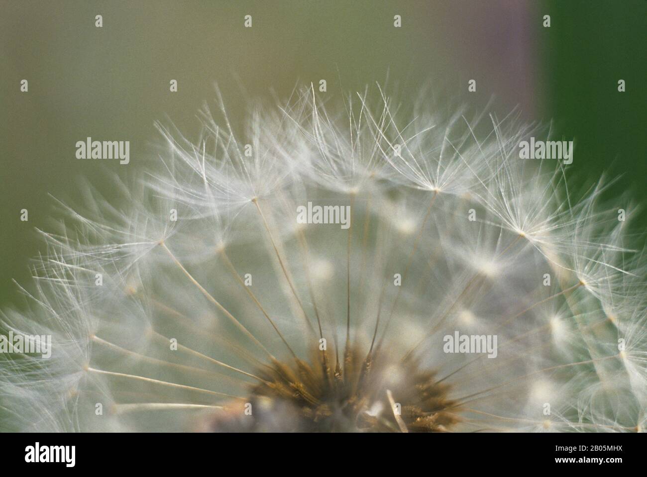 Dandelion seed pods hi-res stock photography and images - Alamy