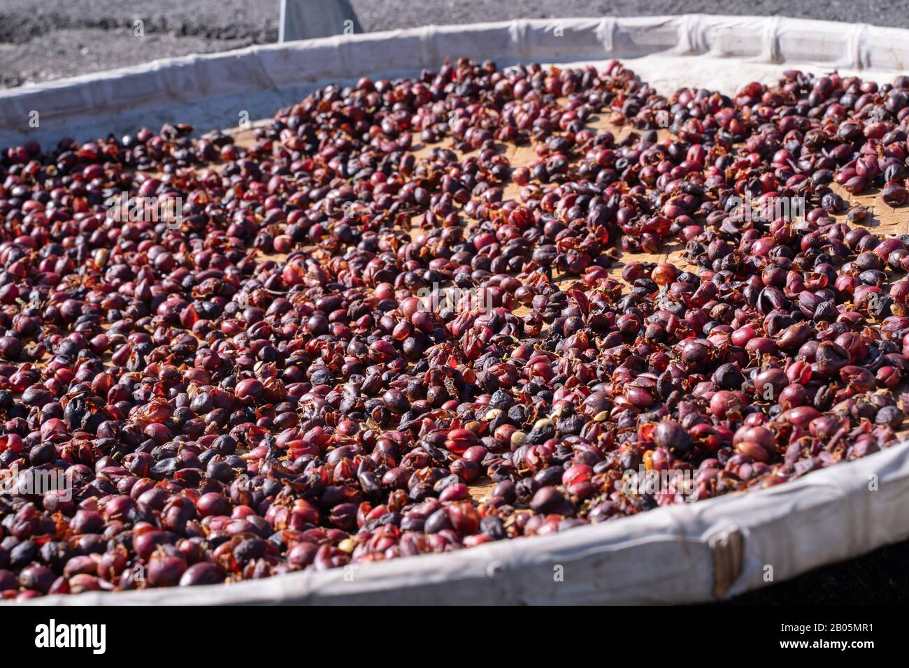 Raw coffee beans natural exposured with sunlight on a sieve outside the ...