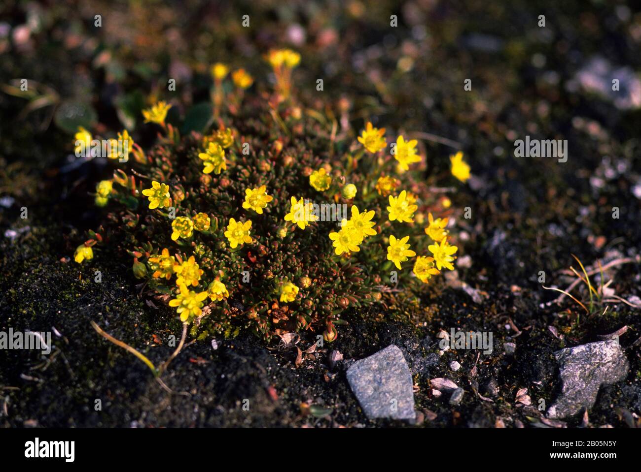 Northwest territories flower hi-res stock photography and images - Alamy