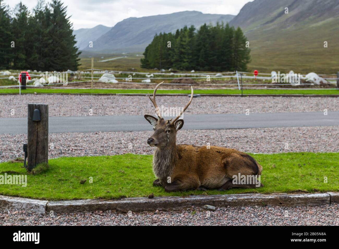 Close up of a young stag in the Scottish Highlands with a piece of ...