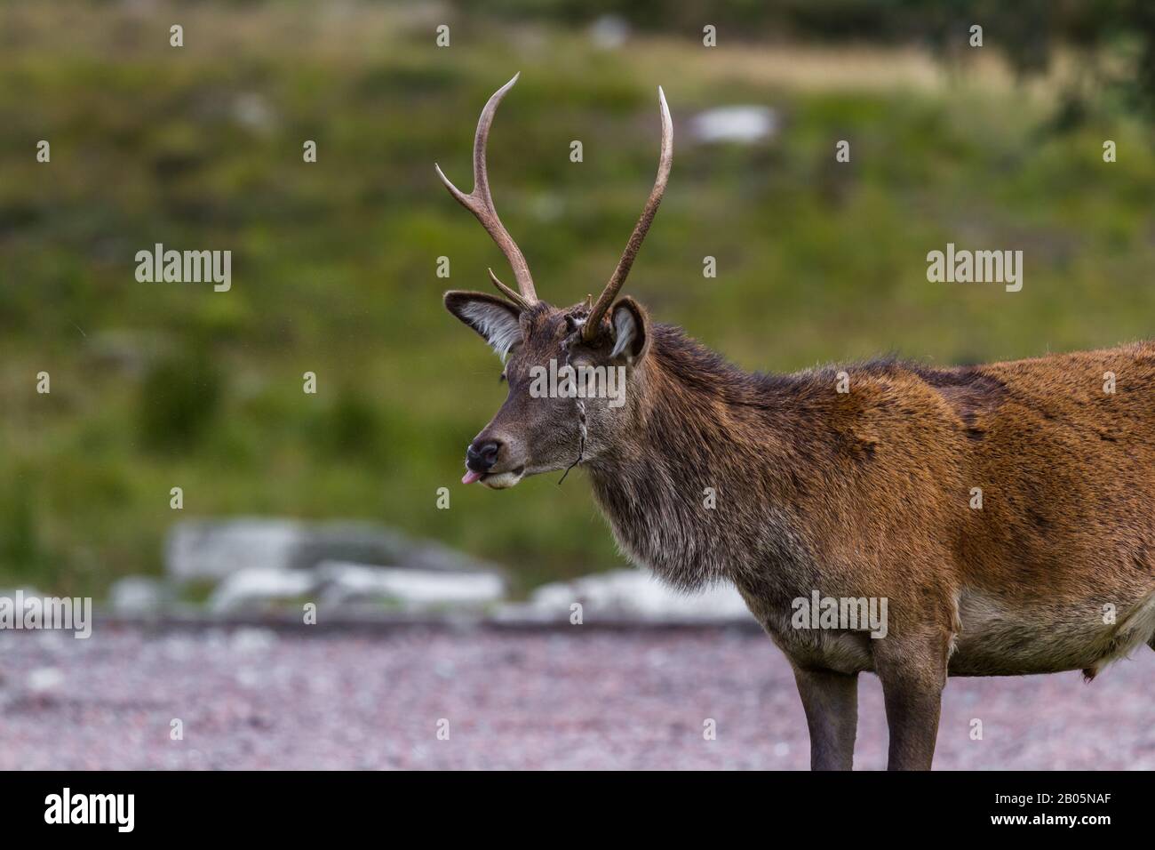 Close up of a young stag in the Scottish Highlands with a piece of ...
