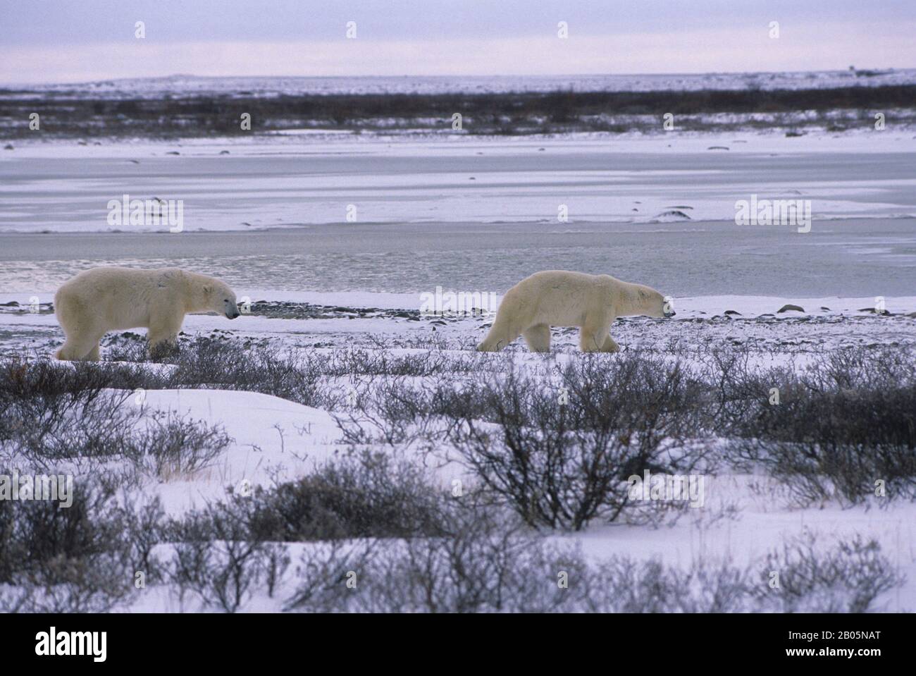 CANADA, MANITOBA,CHURCHILL AREA, POLAR BEARS Stock Photo - Alamy