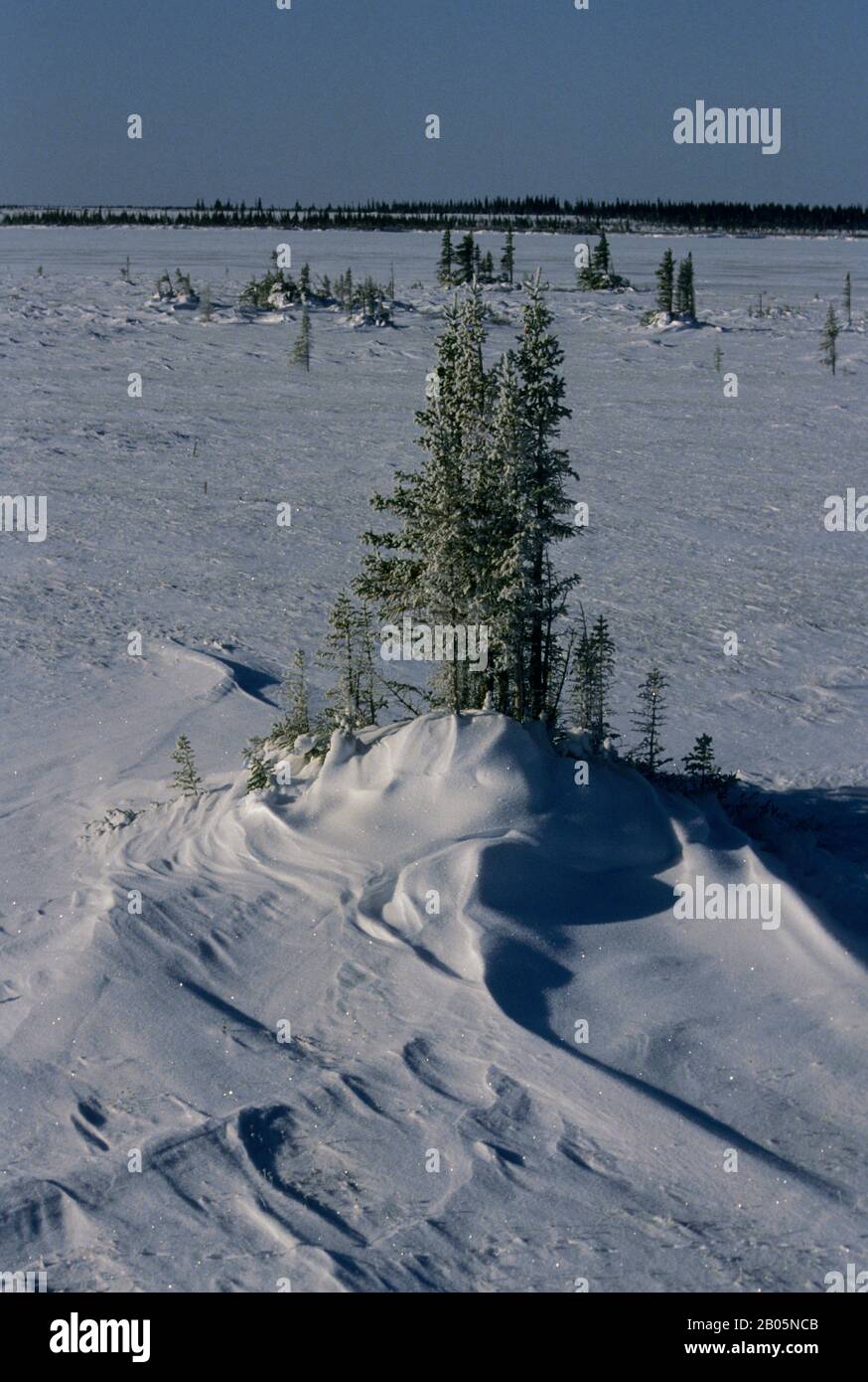 White spruce tree canada hi-res stock photography and images - Alamy