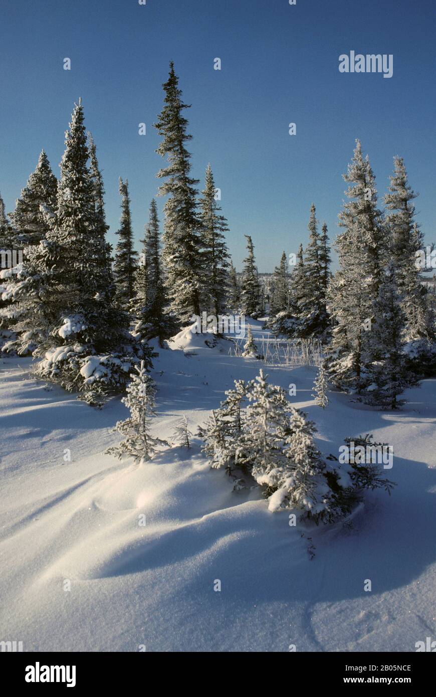 CANADA, MANITOBA,CHURCHILL AREA, TUNDRA, SPRUCE TREES AT TREE LINE ...