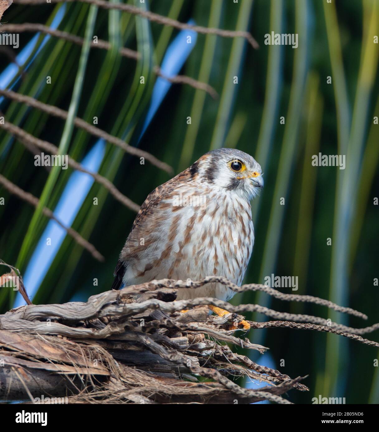 A female American Kestrel rests in a palm tree in Curry Hammock State ...