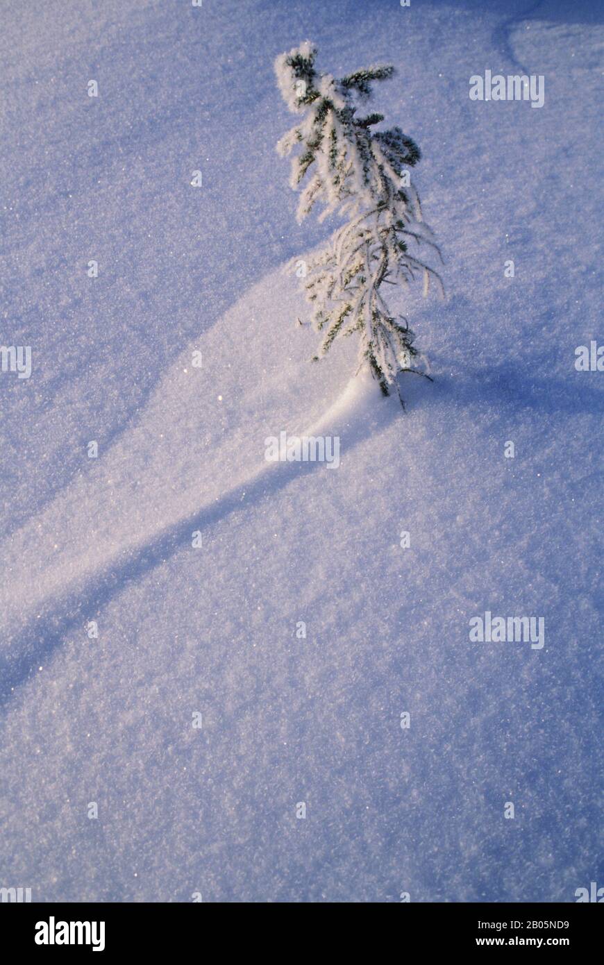 CANADA, MANITOBA,CHURCHILL AREA, TUNDRA, SPRUCE TREE AT TREE LINE Stock ...