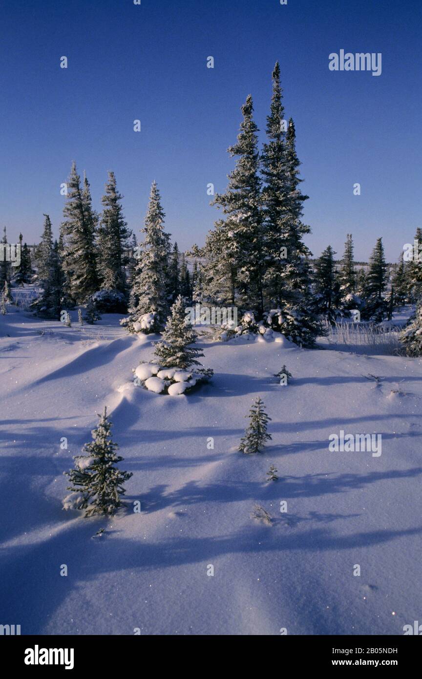 CANADA, MANITOBA,CHURCHILL AREA, TUNDRA, SPRUCE TREES AT TREE LINE ...